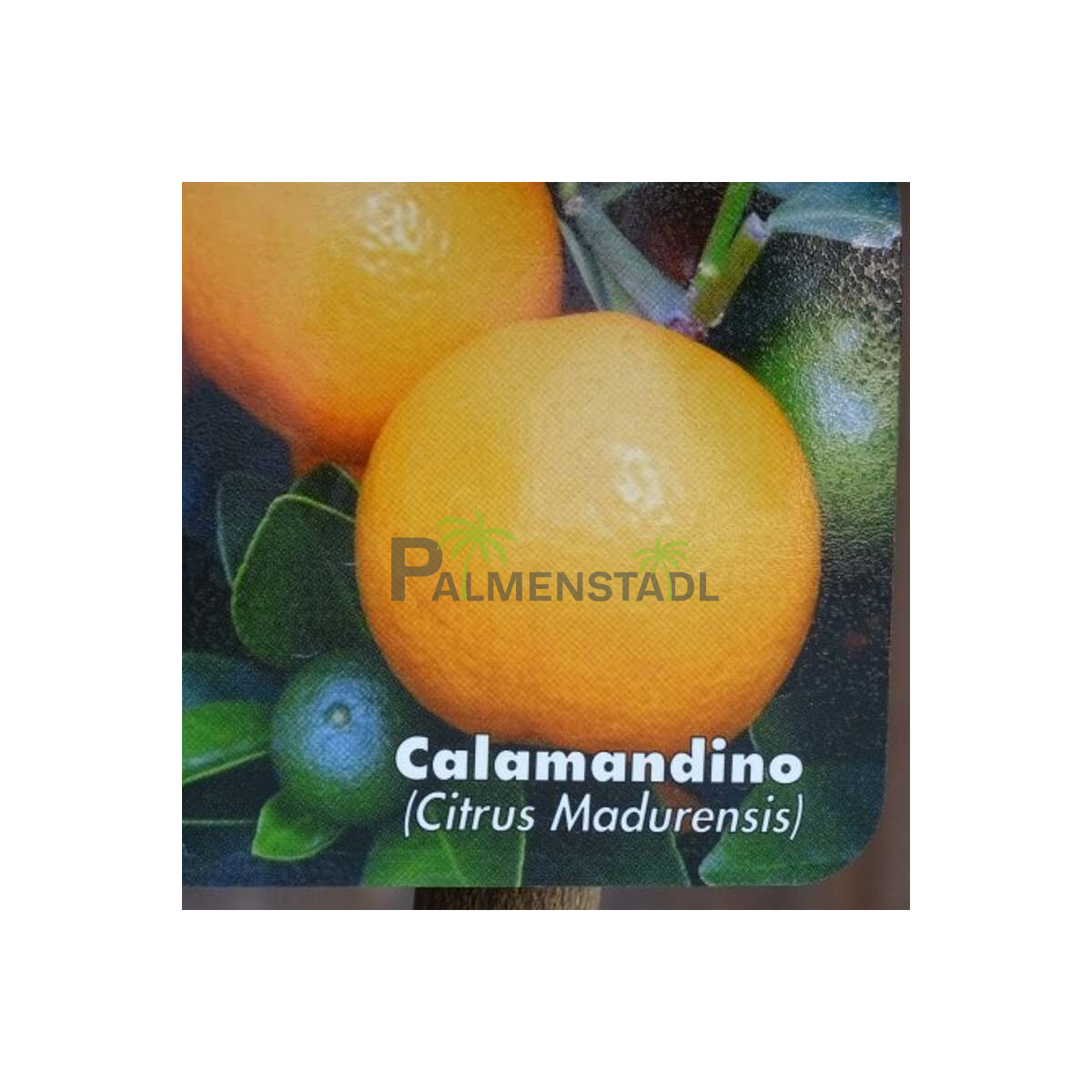 Citrus Mitis - Calamondin Orange kaufen